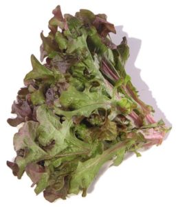 Red Endive - Nature's Produce